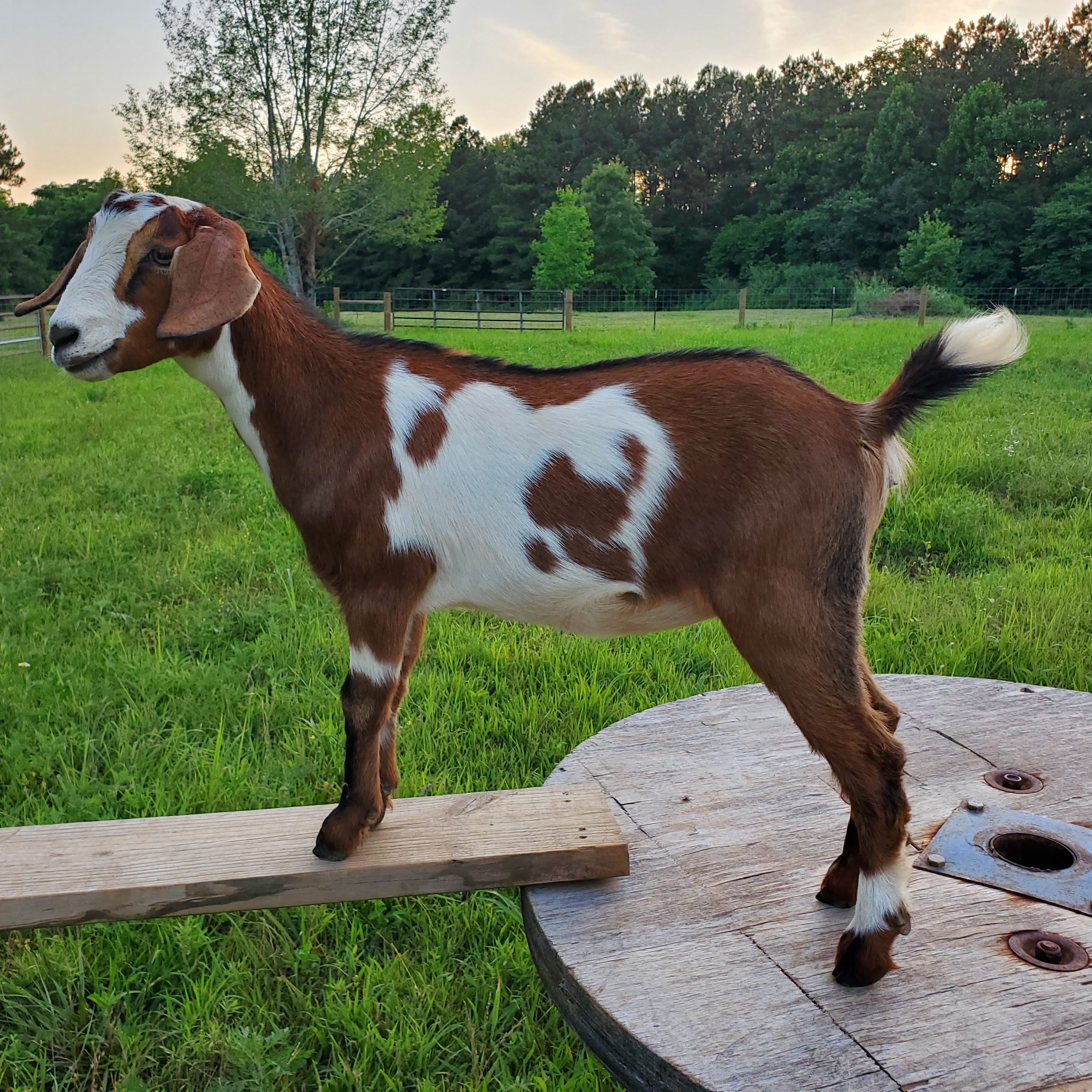 2026 Breeding Plan – Fuller Farms