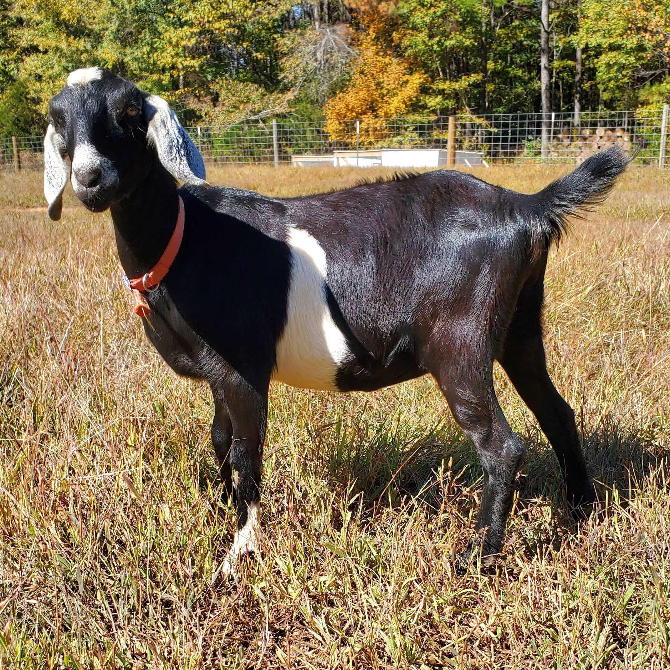 2026 Breeding Plan – Fuller Farms